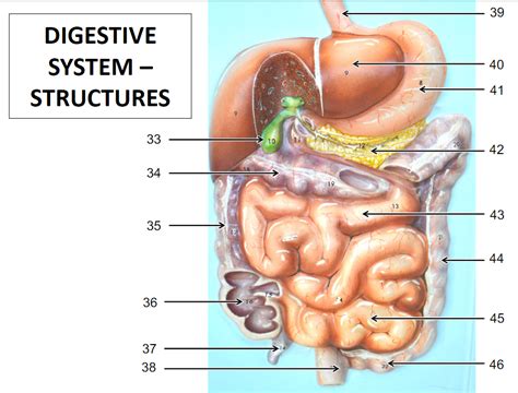 Diagram Of DIGESTIVE SYSTEM STRUCTURES B Quizlet