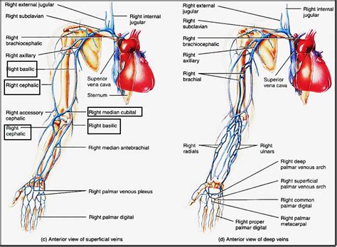 Upper Limb Venous Drainage Diagram Quizlet