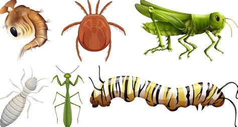 Conjunto De Diferentes Tipos De Insectos Vector En Vecteezy
