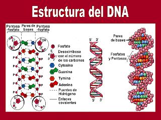 V47 ACIDO DESOXIRRIBONUCLEICO