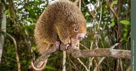 Conheça 9 animais que só existem no Brasil Mega Curioso