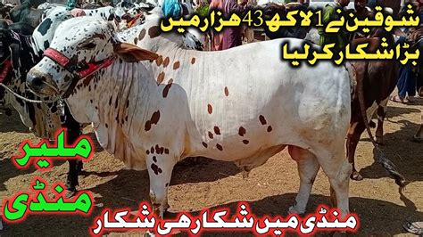 Malir Cow Mandi Karachi Cattle Rates Update April Cow Mandi