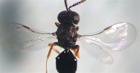 Best Fresh Mejor Fresco Pachycrepoideus Vindemmiae Podr A Ser
