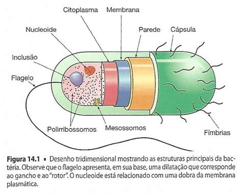 Desenho tridimensional mostrando as estruturas principais da bactéria