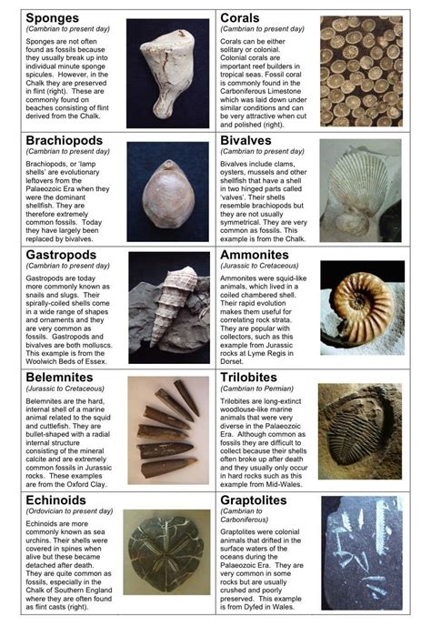Top Imagen Fossil Identification Abzlocal Mx