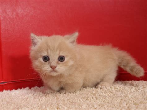 ミヌエットの子猫販売 ミヌエットブリーダーの子猫出産情報 子猫専門ペットショップ