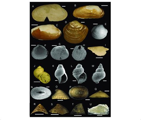 Images Of Representative Bivalves And Gastropods From Fossil Hill
