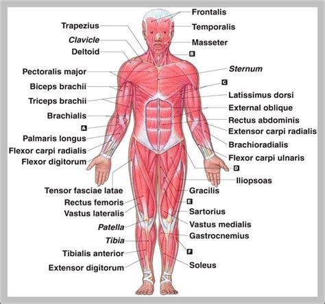 Muscular System Archives Page 7 Of 7 Graph Diagram