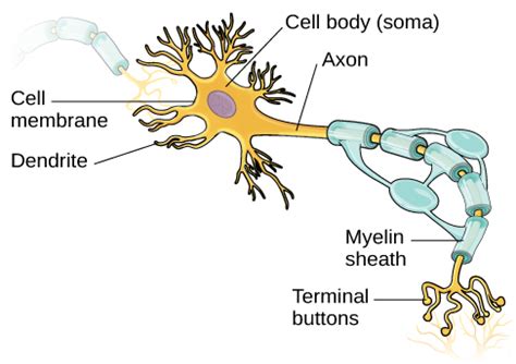 Label The Structures Of The Neuron In The Diagram The Neuro