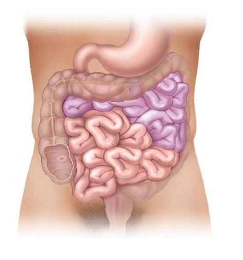 Intestines Diagram Quizlet