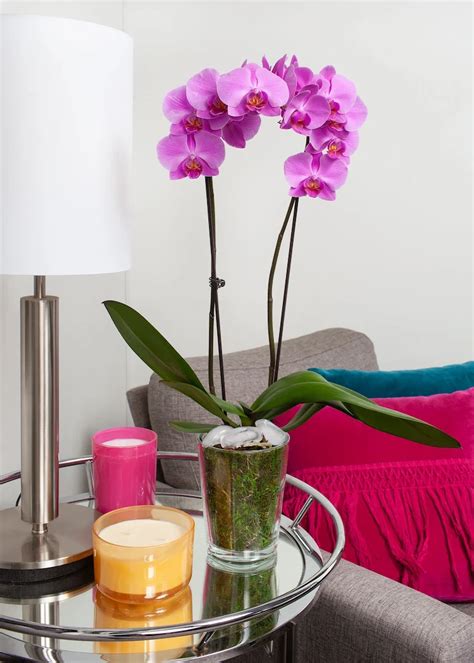 Orchideen gießen oder tauchen Wichtige Tipps zur richtigen Bewässerung