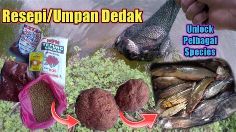 Cara Buat Dedak Umpan Untuk Mancing Ikan Talapia Sampaikan Semua Ikan