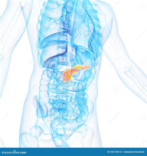 Le pancréas illustration stock Illustration du biologie 45574513