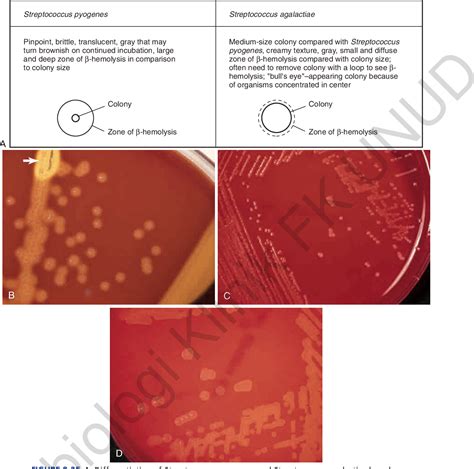 Figure 8 10 From Use Of Colony Morphology For The Presumptive