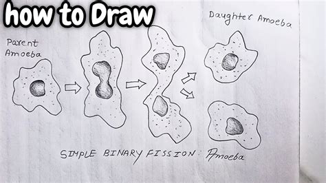 Simple Binary Fission In Amoeba Diagram How To Draw Binary Fission In