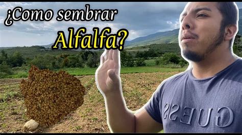 Cómo sembrar alfalfa FÁCIL Y RÁPIDO YouTube
