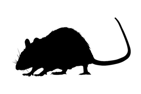 Silueta de rata aislada sobre fondo blanco ilustración vectorial