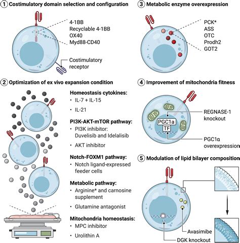 Metabolic Challenges And Interventions In CAR T Cell Therapy Science