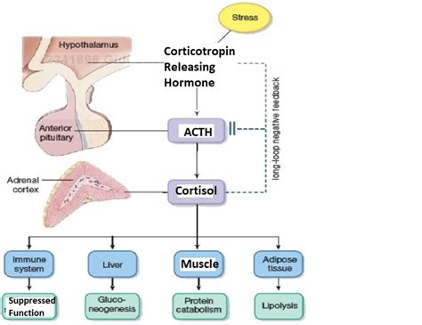 Solved Stress Hypothalamus 241898 Ce Anterior Long Loop Negative