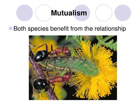 ppt interactions of living things powerpoint presentation free download id 172270