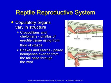 20 Amphibian And Reptilian Anatomy And Physiology