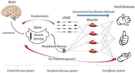 sensors free full text semg based hand gesture classification using a generative flow model