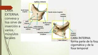 Hueso cigomático o malar PPT