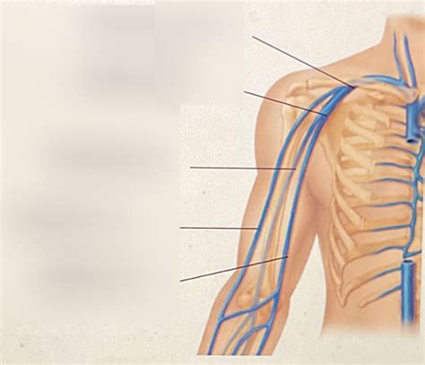 Veins Of The Arm Diagram Quizlet