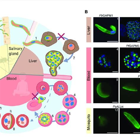 IMC Dynamics Through The Malaria Parasite Life Cycle A Schematic