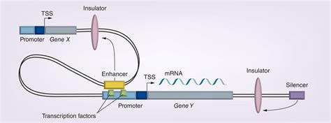 The Various Types Of Gene Regulatory Elements The Proximal Promoter