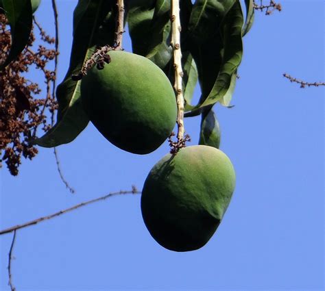 Fotos gratis árbol rama Fruta hoja flor comida verde Produce