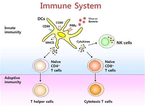 Sensors Free Full Text Dendritic Cells As Danger Recognizing
