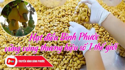Hạt điều Bình Phước vững vàng thương hiệu số 1 thế giới Bình Phước đất