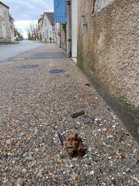 Déjections canines une incivilité récurrente sur les trottoirs du