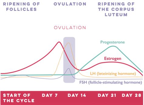 The Female Menstrual Cycle 101 The Nourishing Way