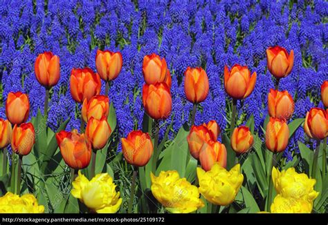 Bunte Tulpen im Garten Frühling Lizenzfreies Foto 25109172