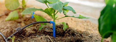 Drip Irrigation Full Guide Function Parts AGRIVI
