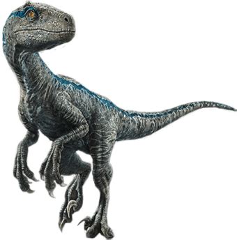 Velociraptor Real Dinosaur Fossils