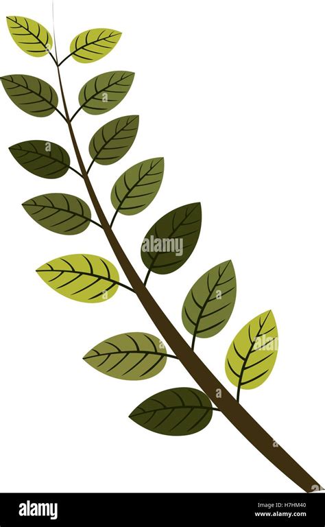Icono De Rama Con Hojas Verdes Sobre Fondo Blanco Ilustraci N