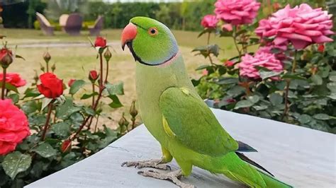 Do Indian Ringneck Parrots Talk A Complete Analysis Mtedr