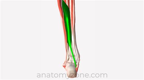 Flexor Hallucis Longus Origin And Insertion
