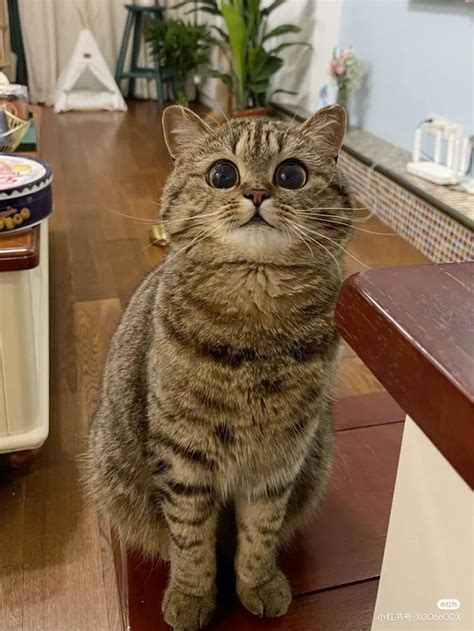 ลาตอเลยไดมย on Twitter RT cat auras