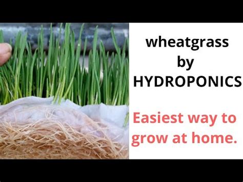 How To Grow Wheatgrass At Home Easily By Soil Less Method HYDROPONIC