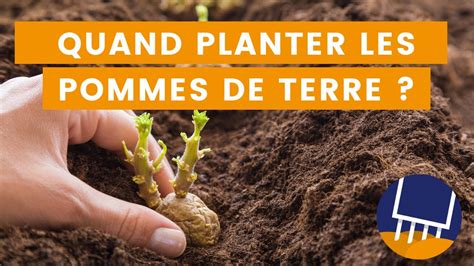 Quand Planter Les Pommes De Terre Les Astuces En Fonction De Votre