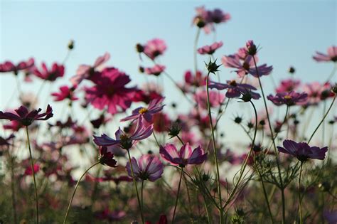 Herbst Kosmos Skypark Kostenloses Foto Auf Pixabay Pixabay