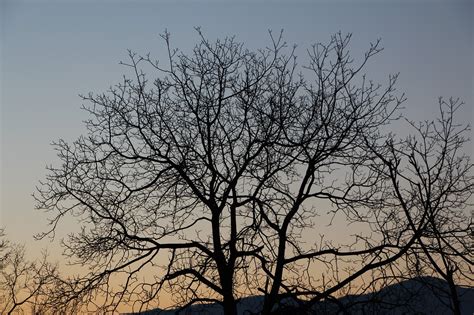 Árbol Rama Invierno Foto gratis en Pixabay
