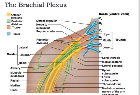 Nerves Arm Shoulder Brachial Plexus Lateral Cord RANZCRPart1 Wiki