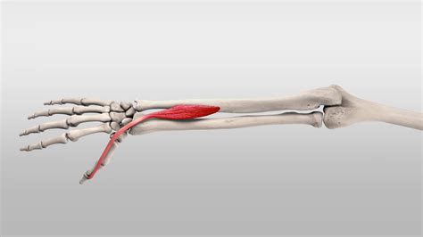 Extensor Pollicis Longus Anatomy Innervation Function