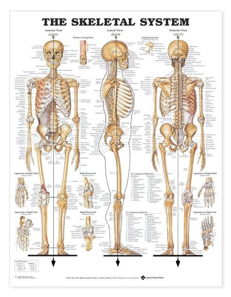 The Skeletal System Anatomical Chart Australian Physiotherapy Equipment