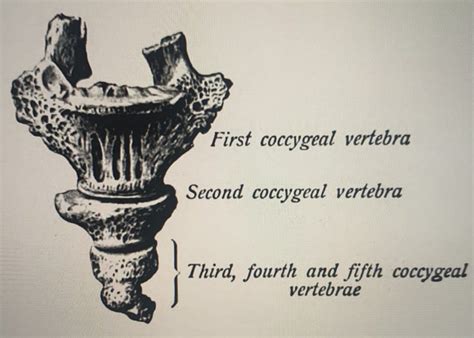 Vaginal Discharge Body Harmony Physical Therapy